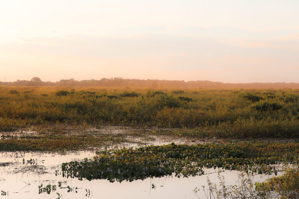 What to Pack for the Pantanal • The Real Bonne Vivante